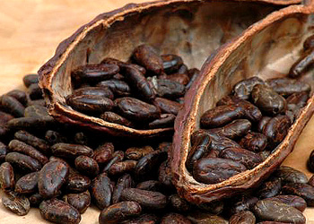 FTN Cocoa Processors Plc
